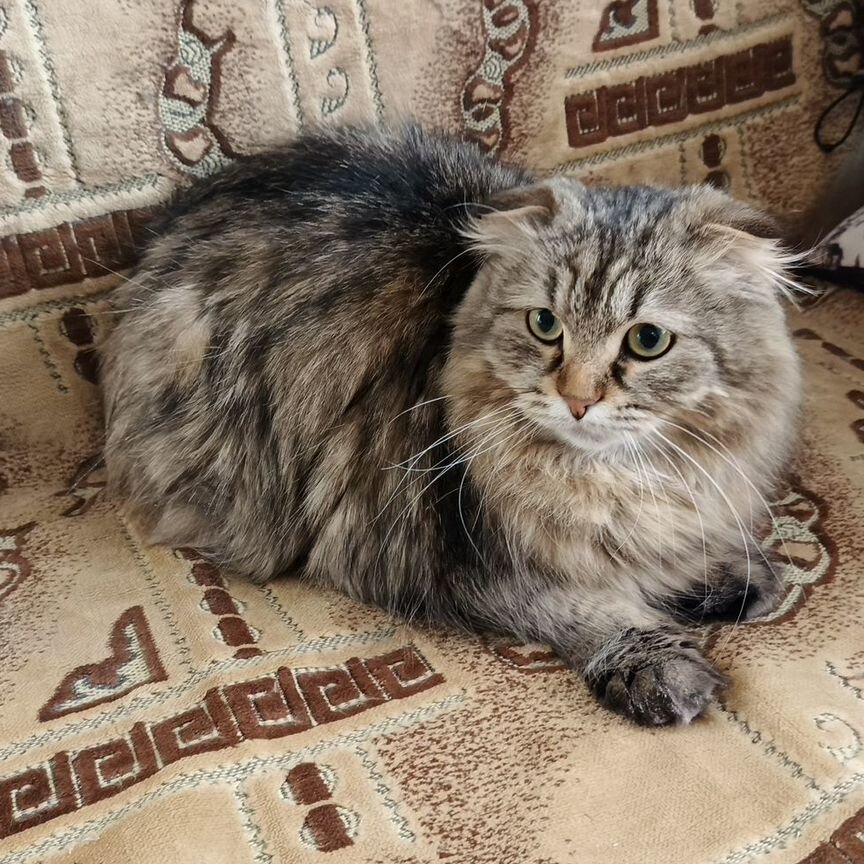 Шотландский вислоухий длинношёрстный, взрослый кот