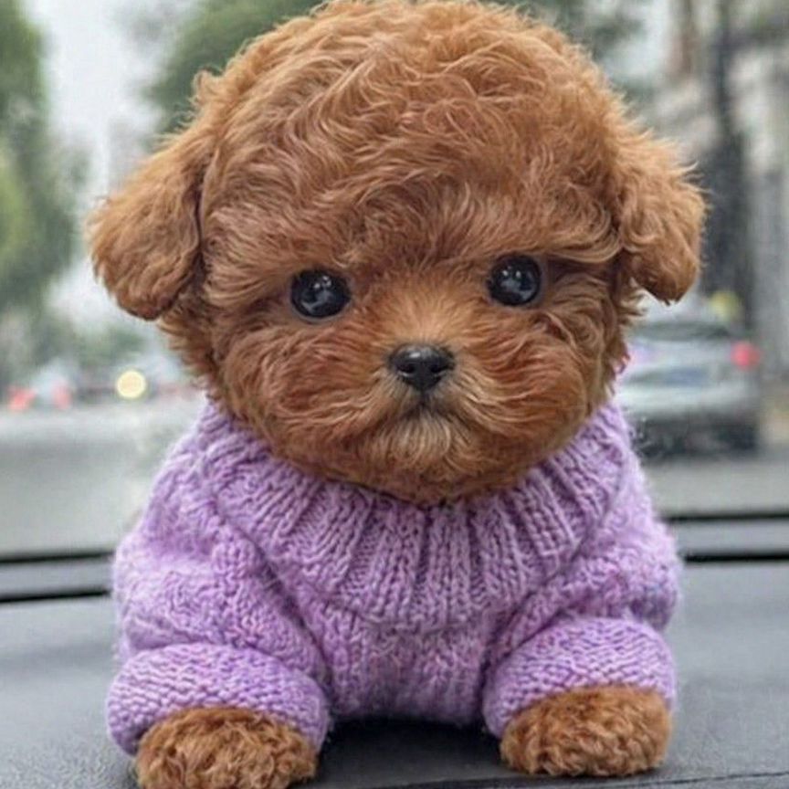 Мальтипу, щенок