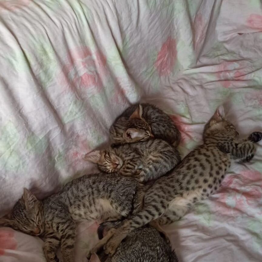 Котята- митисята