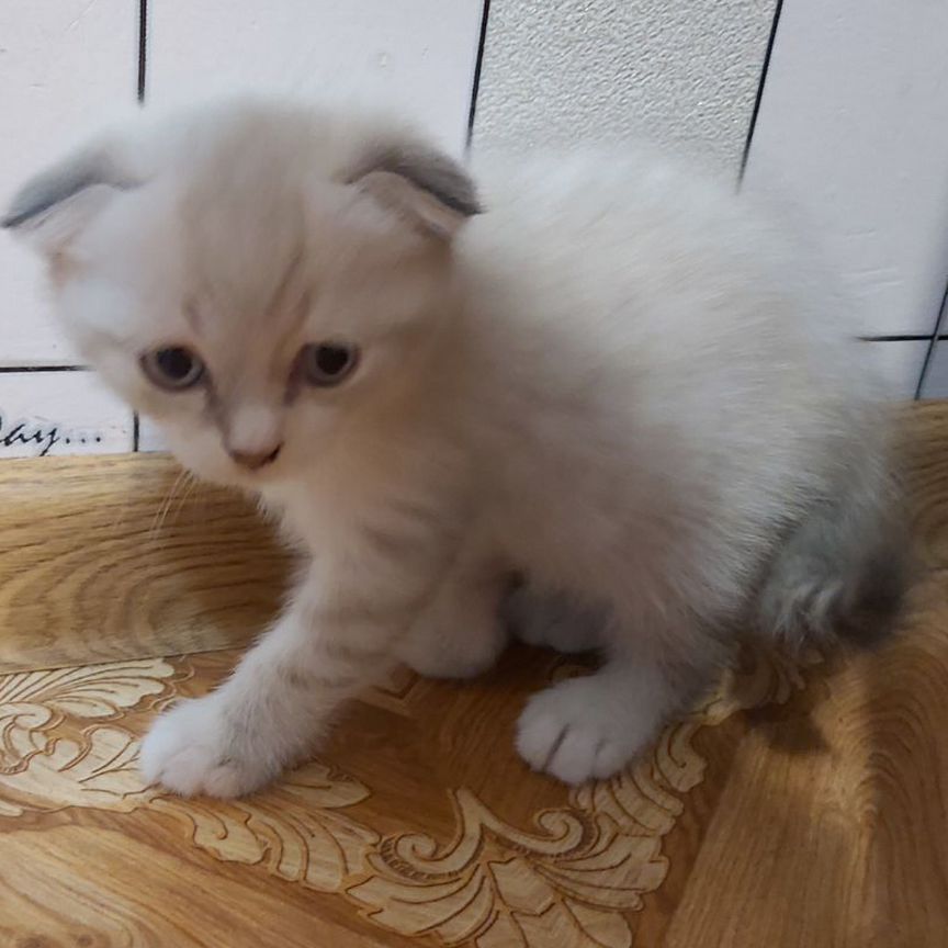 Вислоухие котята бесплатно волгоград