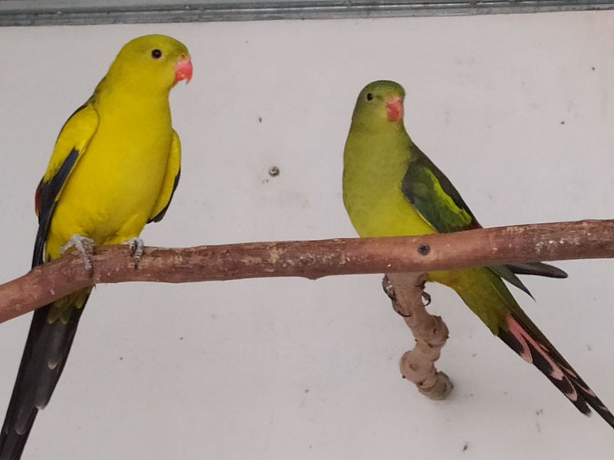 Горный попугай