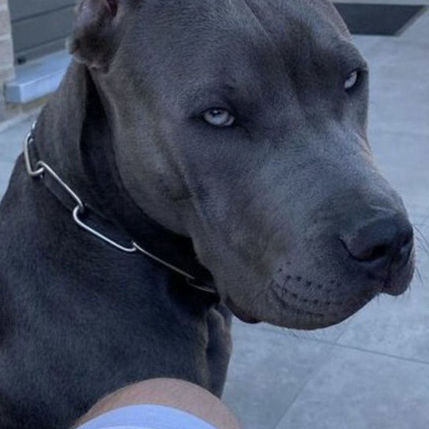 Американский питбультерьер, щенок