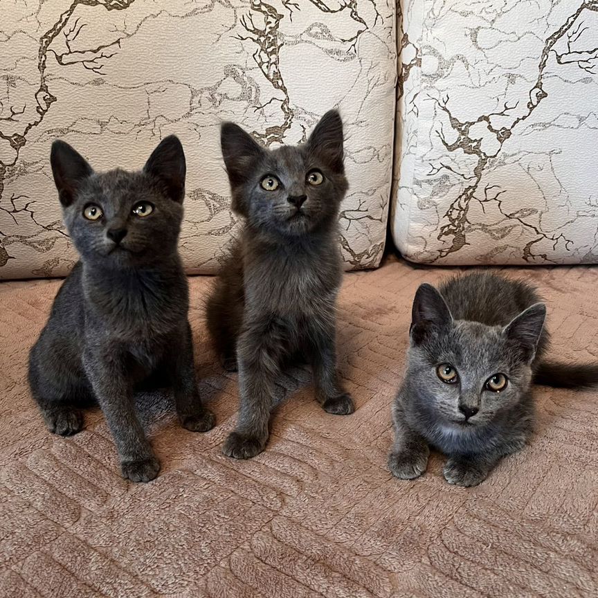 Котята ищат дом