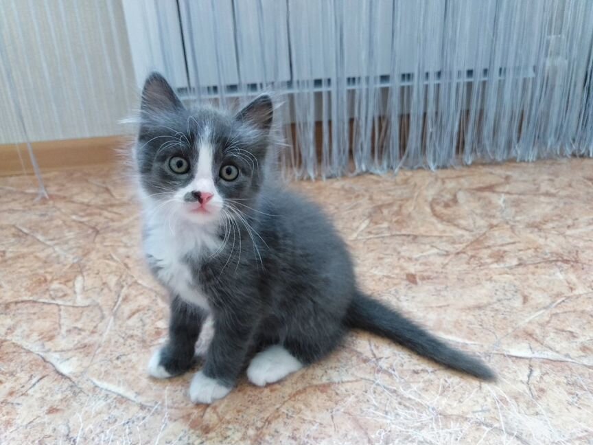 Котята без недостатков. Сплошные достоинства