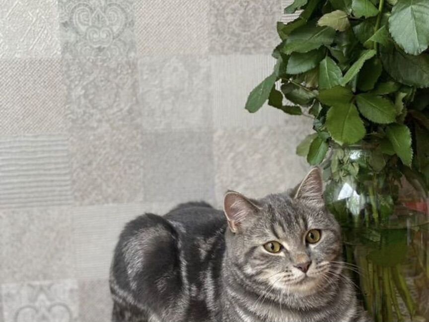 Кот