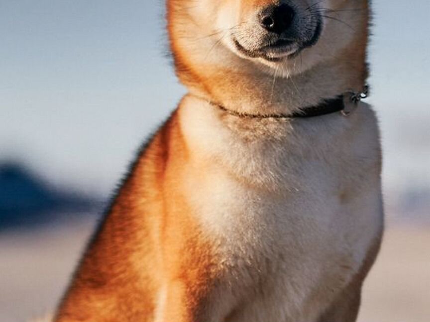 Сиба- ину кобель для вязки