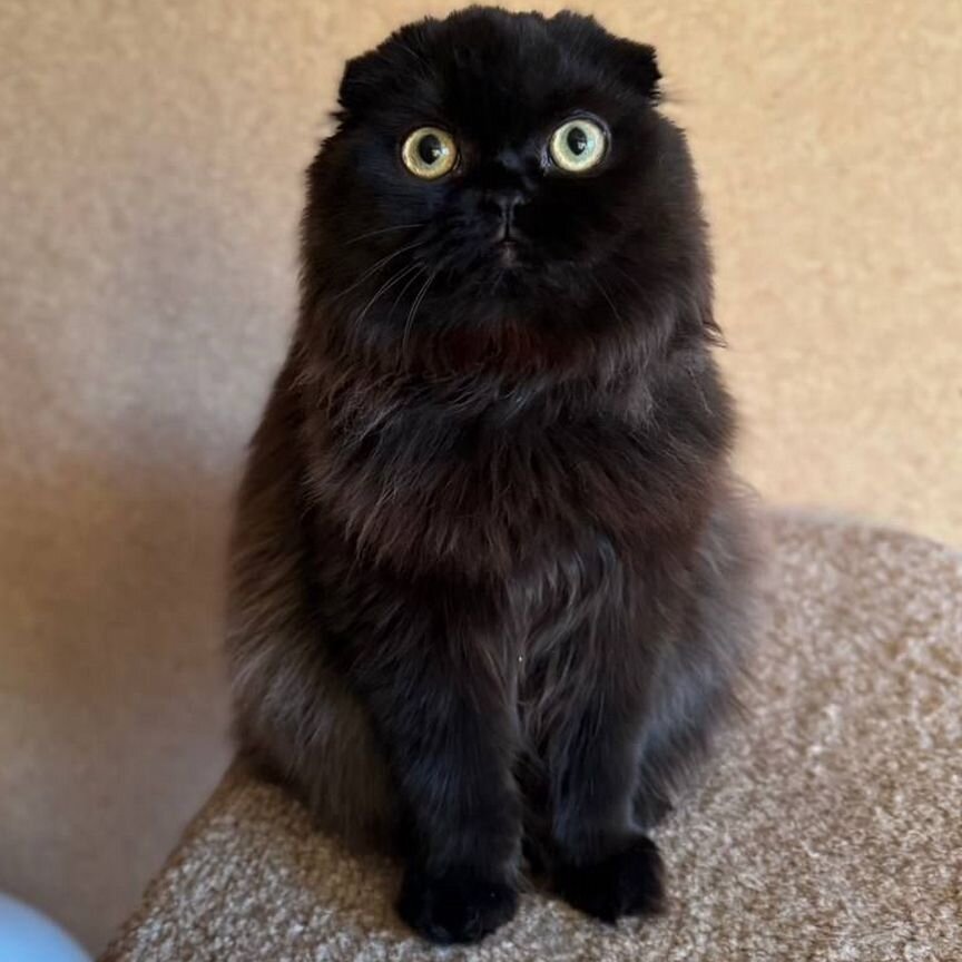 Черные шотландские котята