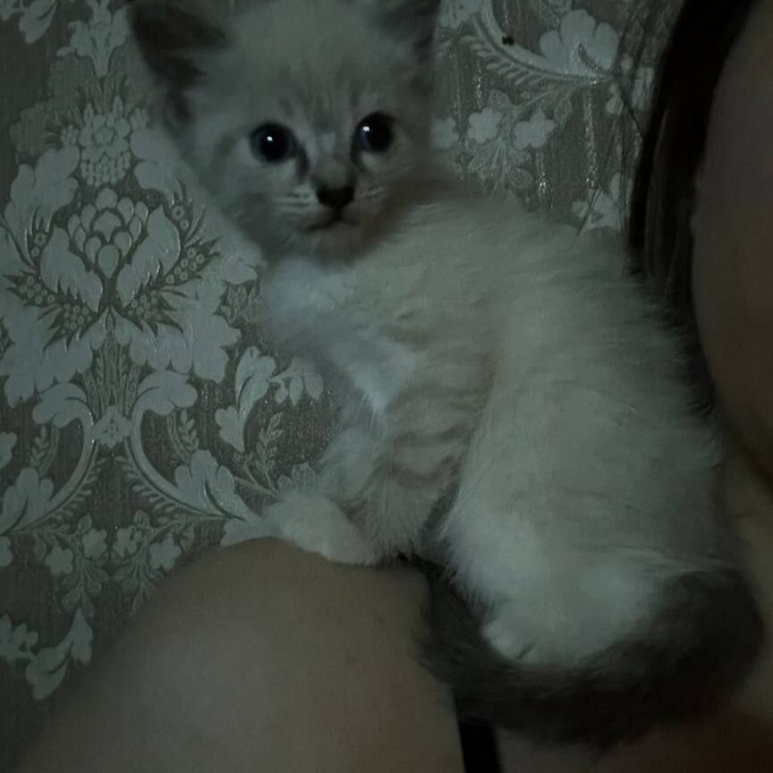 Котики бесплатно в добрые руки