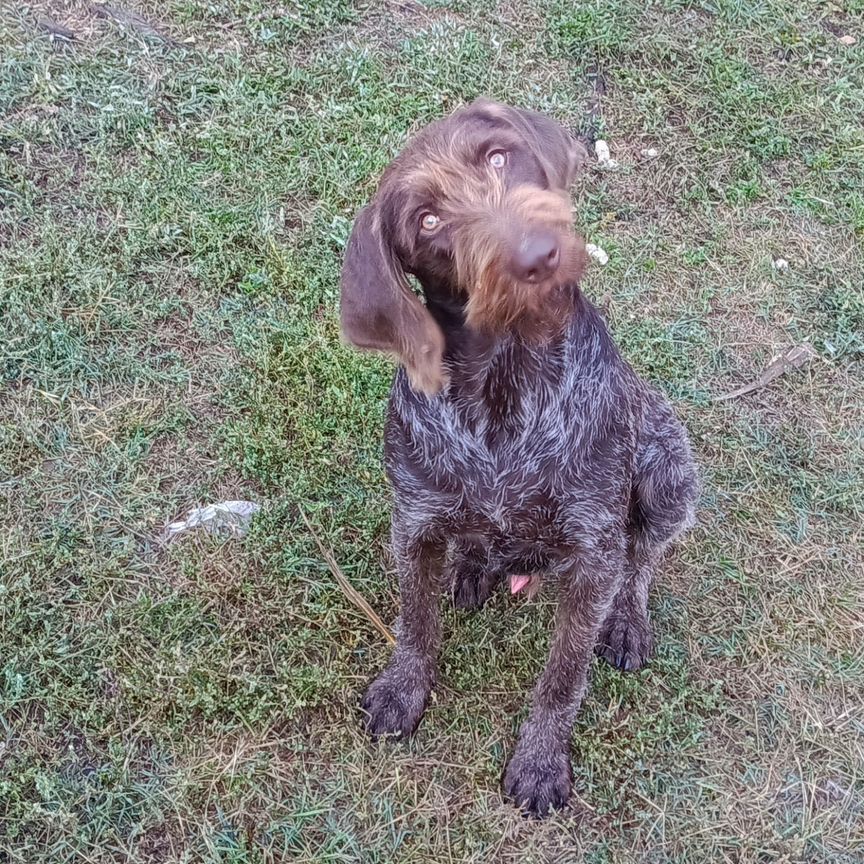 Собака дратхаар