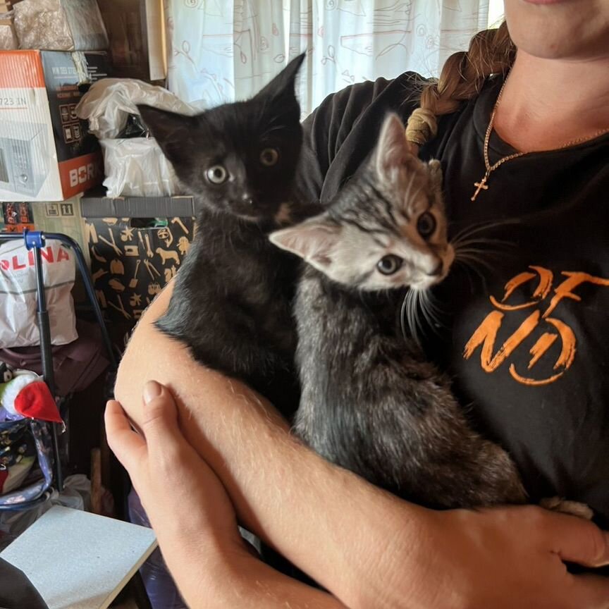 Котята в добрые руки 1,5 месяца