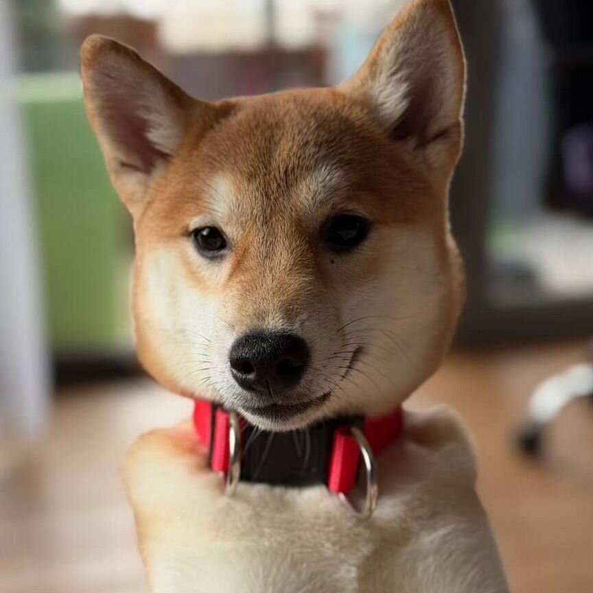 Сиба-ину, щенок