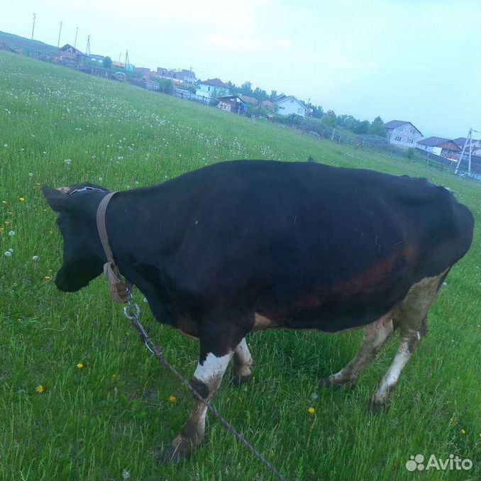Корова дойная Зоя зовут