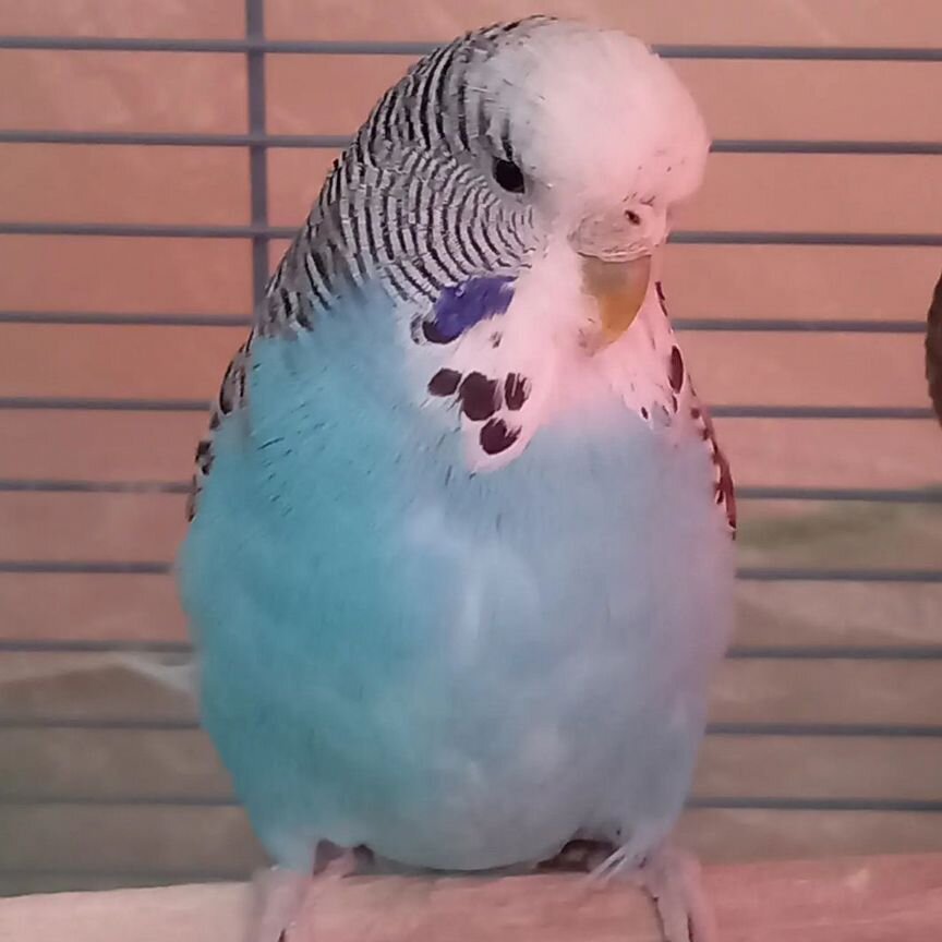 Волнистый попугай чех