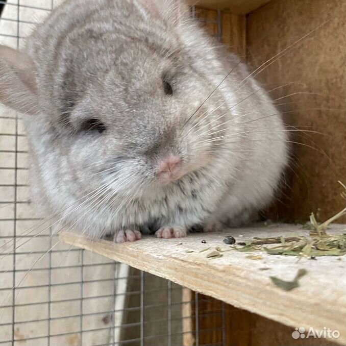 Ангорская шиншилла носитель сапфира