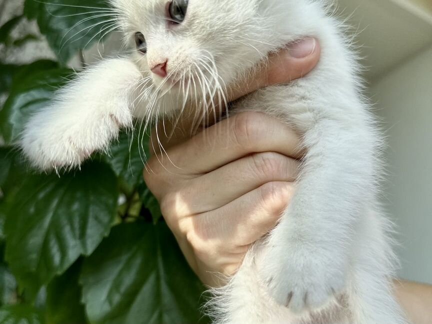 Котенок с сердечком