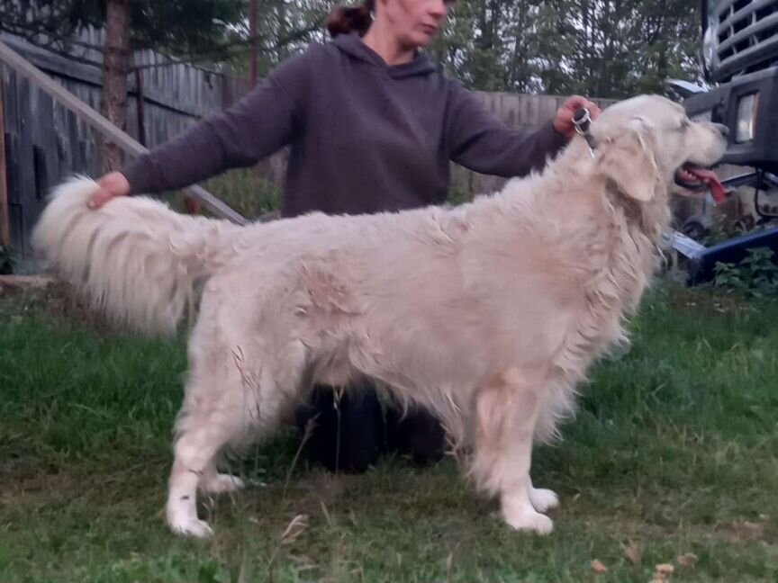 Золотистый ретривер вязка, щенки