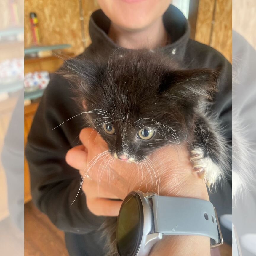 Котёнок в добрые руки