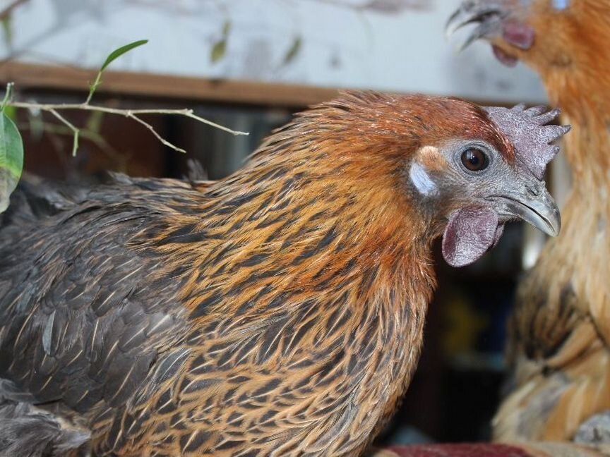Курочки и петушок лакеданзи