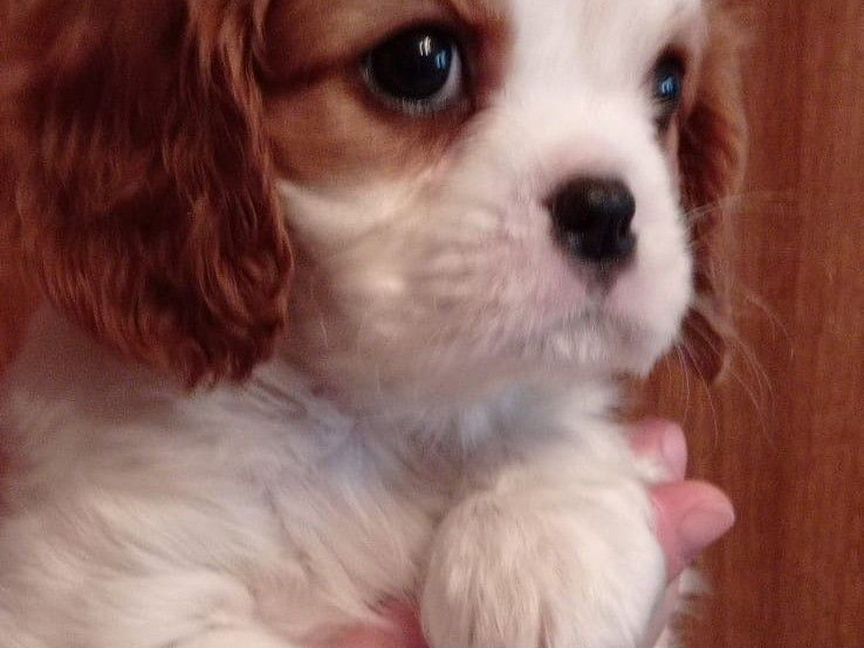 Кавалер Кинг чарльз Спаниель