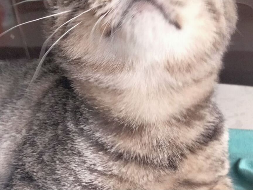 Котенок мальчик