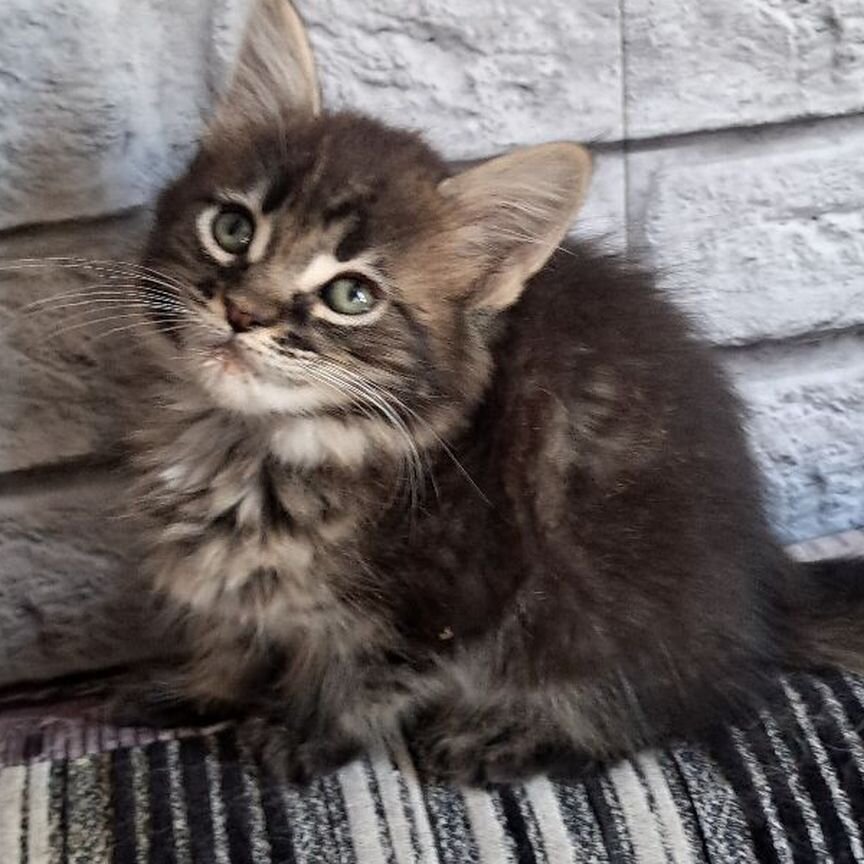 Сибирский котёнок