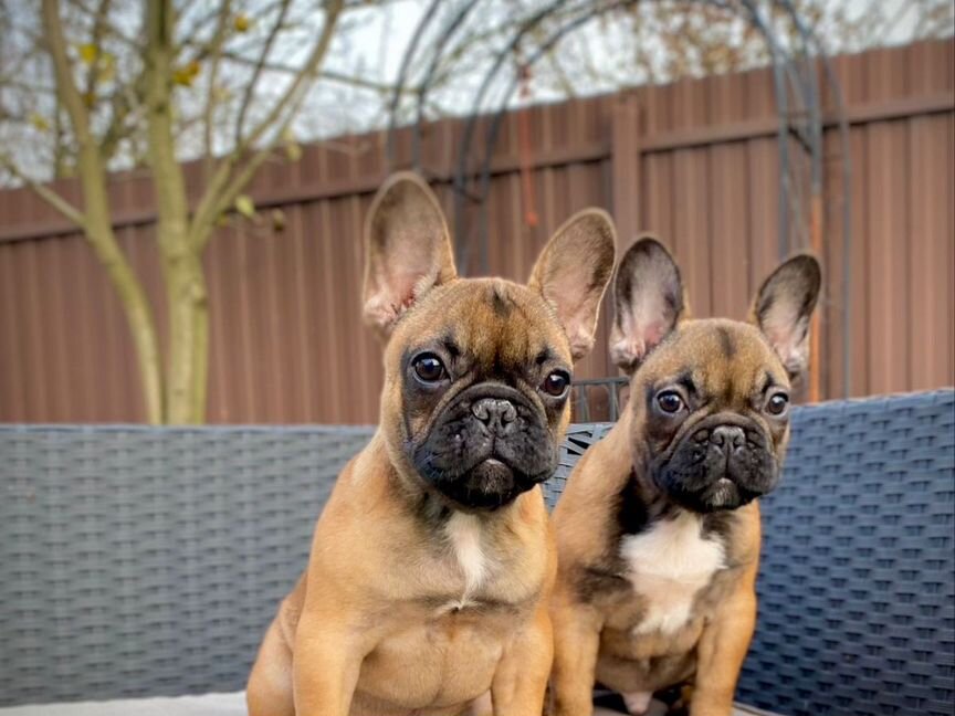 Французский бульдог щенок 4 мес мальчик