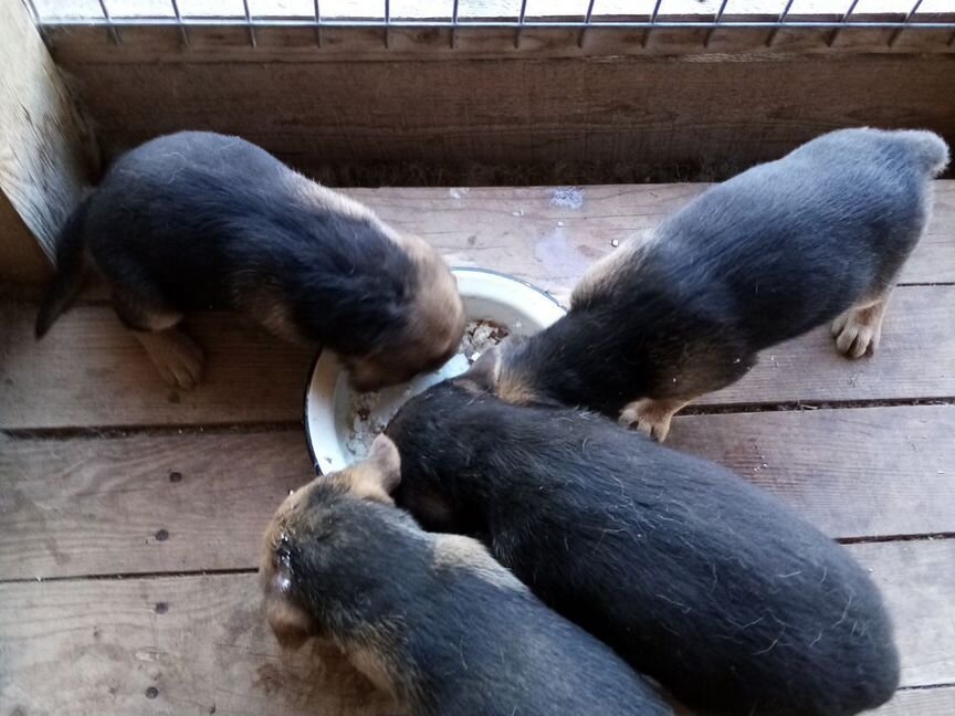 Щенки русской гончей