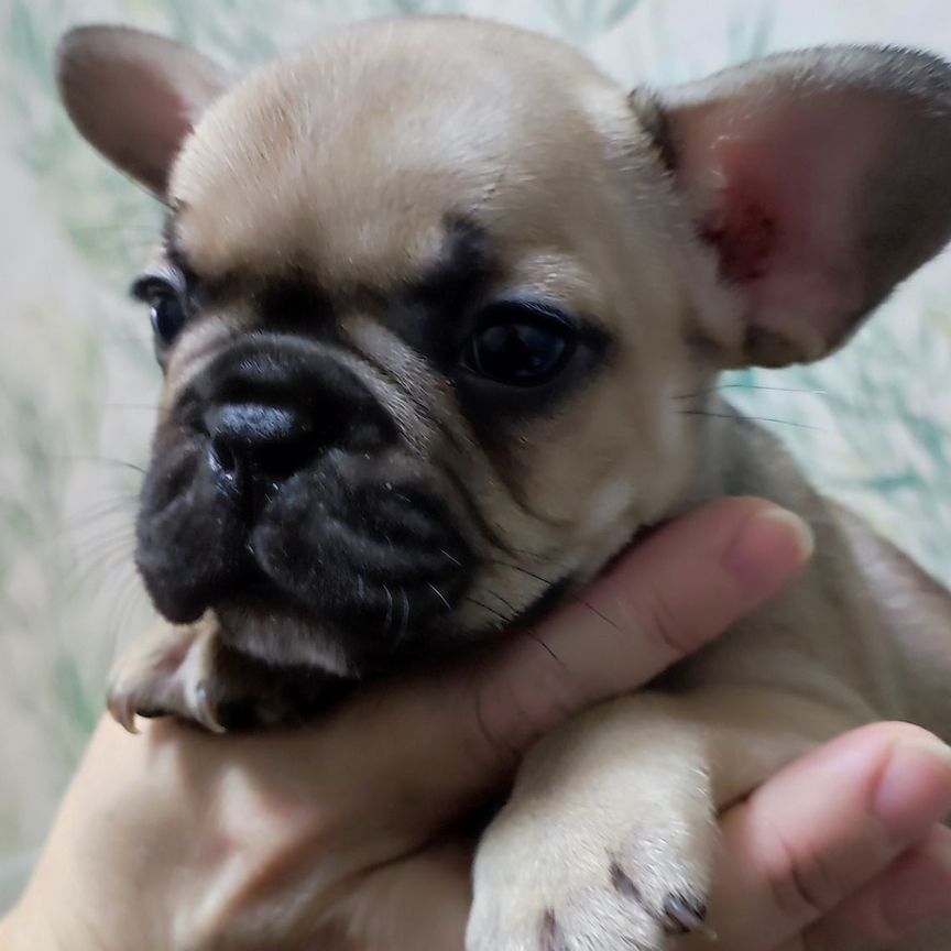 Французский бульдог, щенок