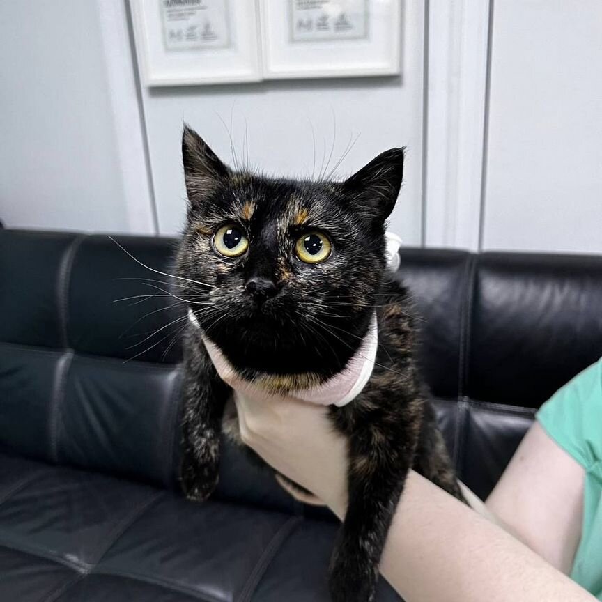 Кошка в добрые руки