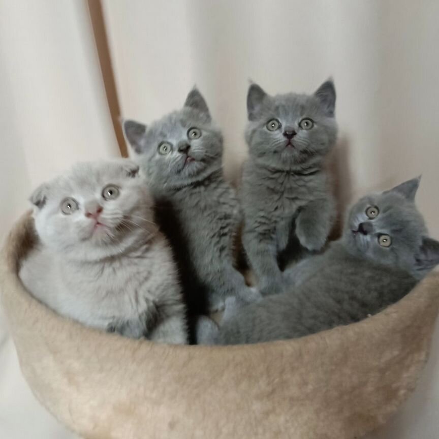 Шотландские котята
