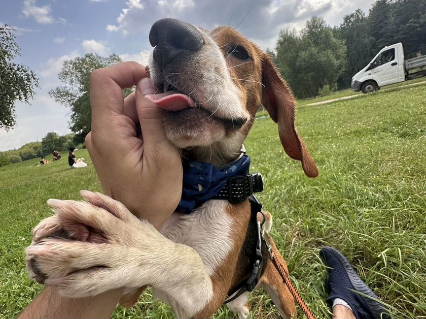 Случка собак