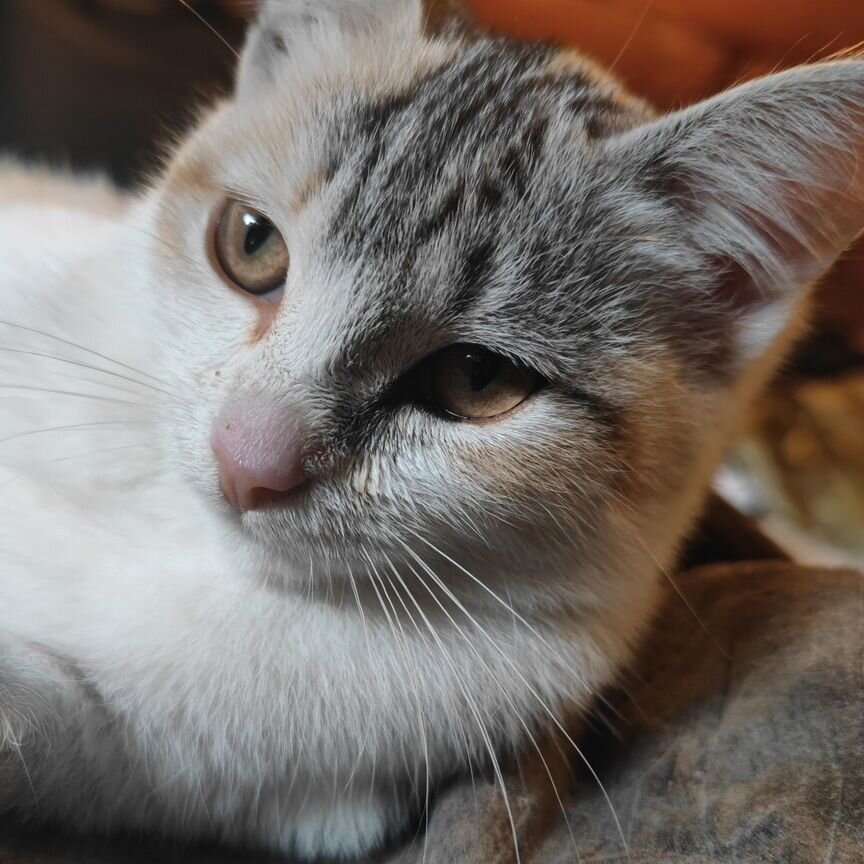 Котенок котейка девочка котенок девочка котейка