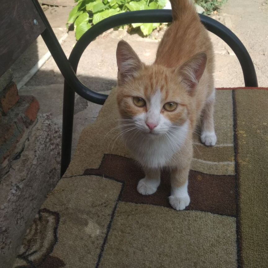 Кошка в дар, без блох, умная, сирота