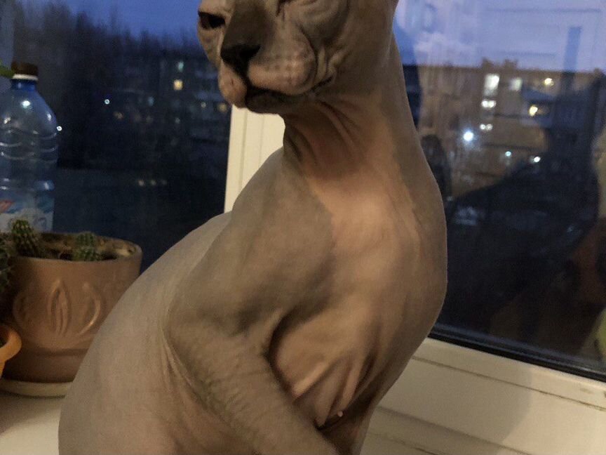 Сфинкс вязка