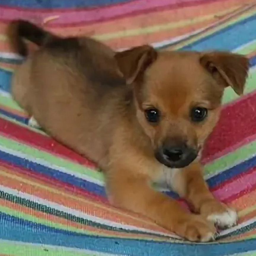 Карликовый пинчер щенки