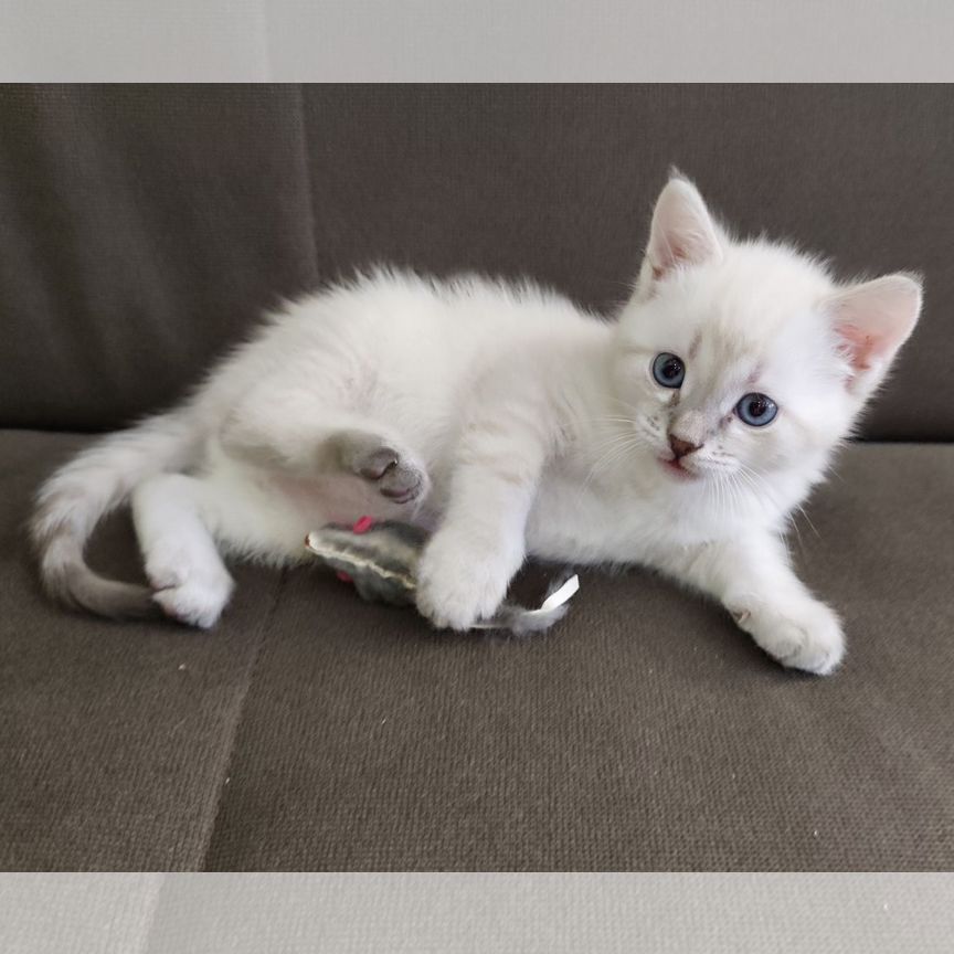 Тайский котёнок