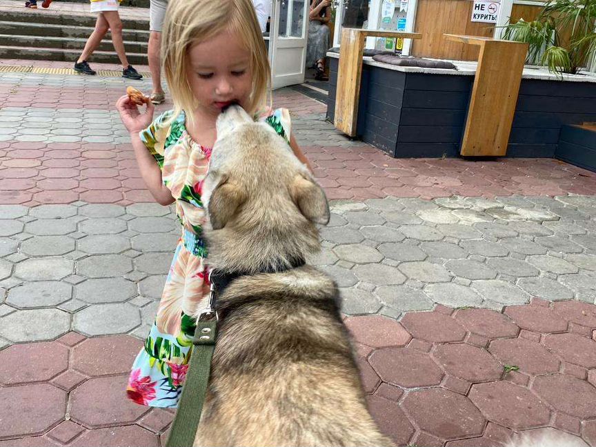 Миниатюрная лайка ищет хозяина