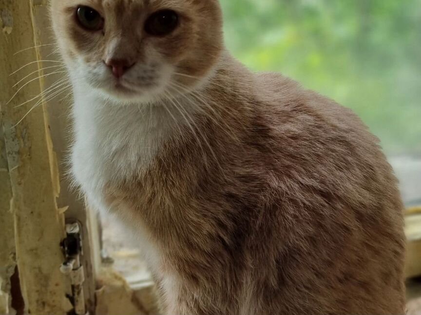 Рыжий котик в добрый дом