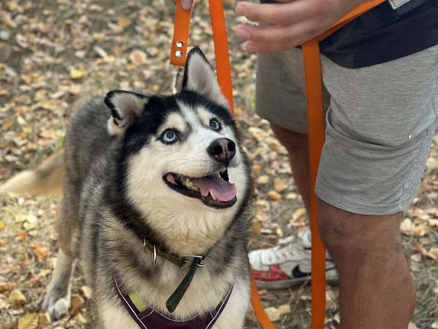 Дружелюбный хаски-мелкаш оказался в приюте