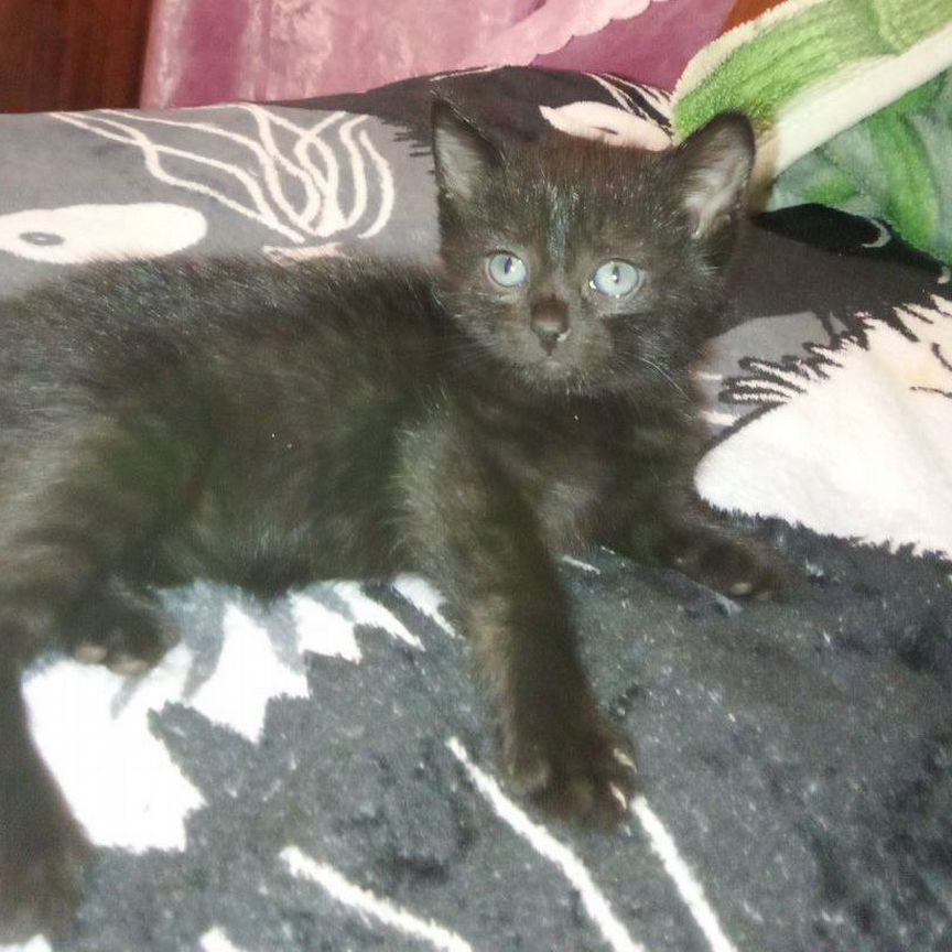 Котенок