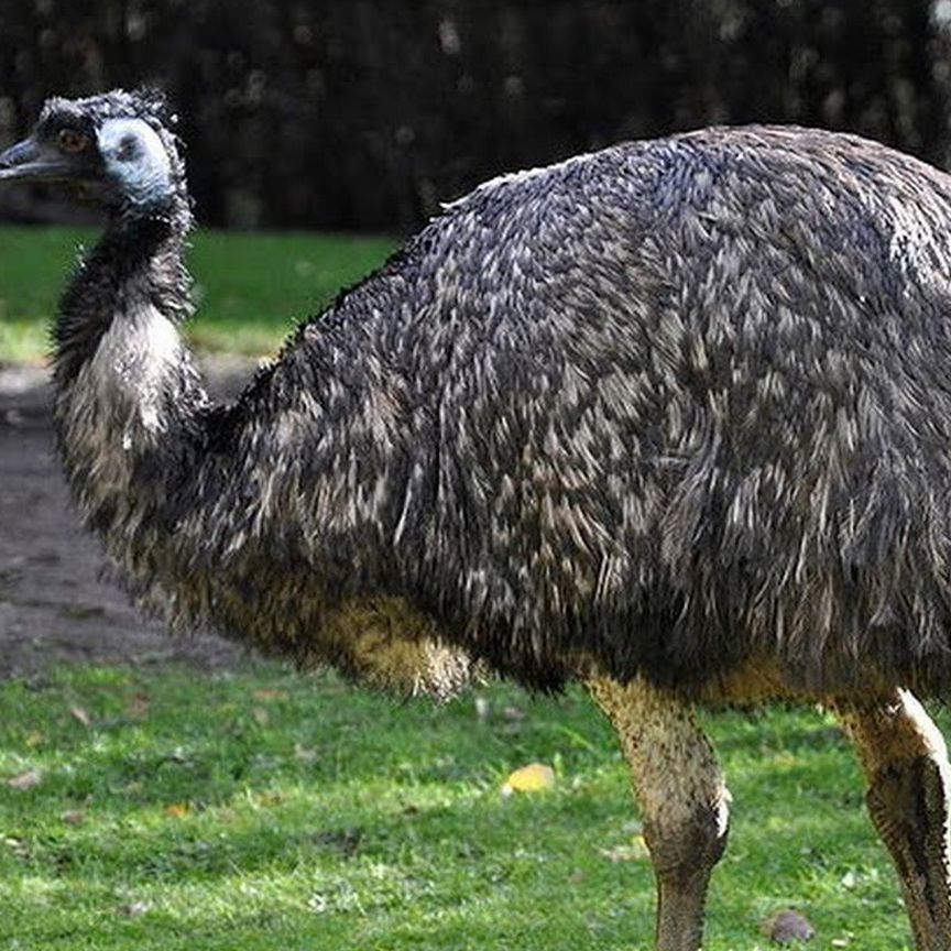 Страусы в россии