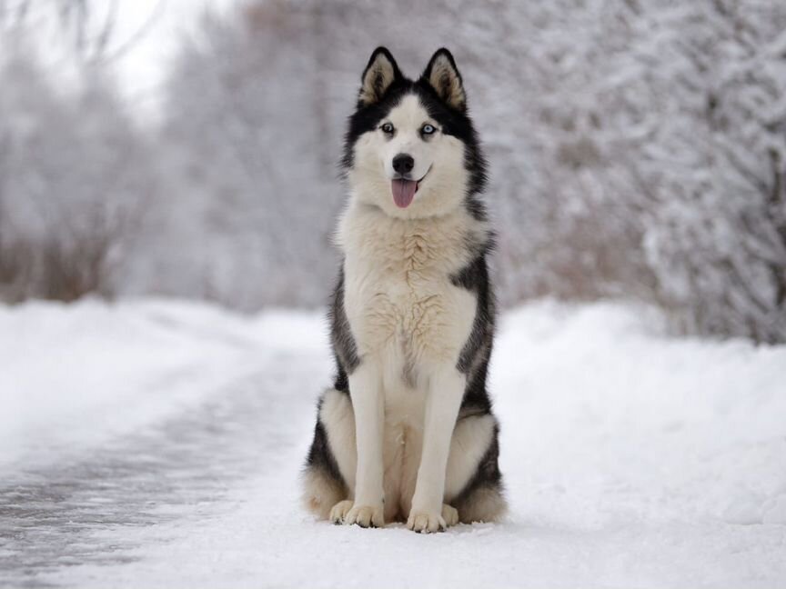 Хаски в добрые руки