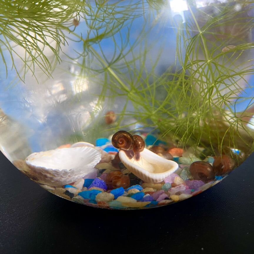 Улитки аквариумные бесплатно