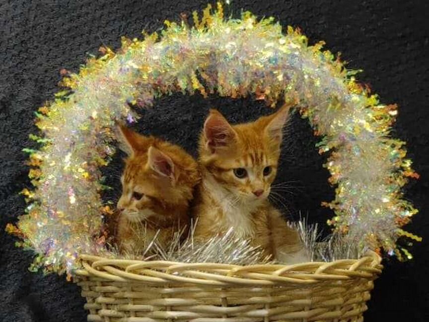 Котята мейн-кун