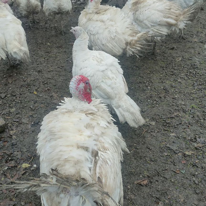 Индюки живым весом