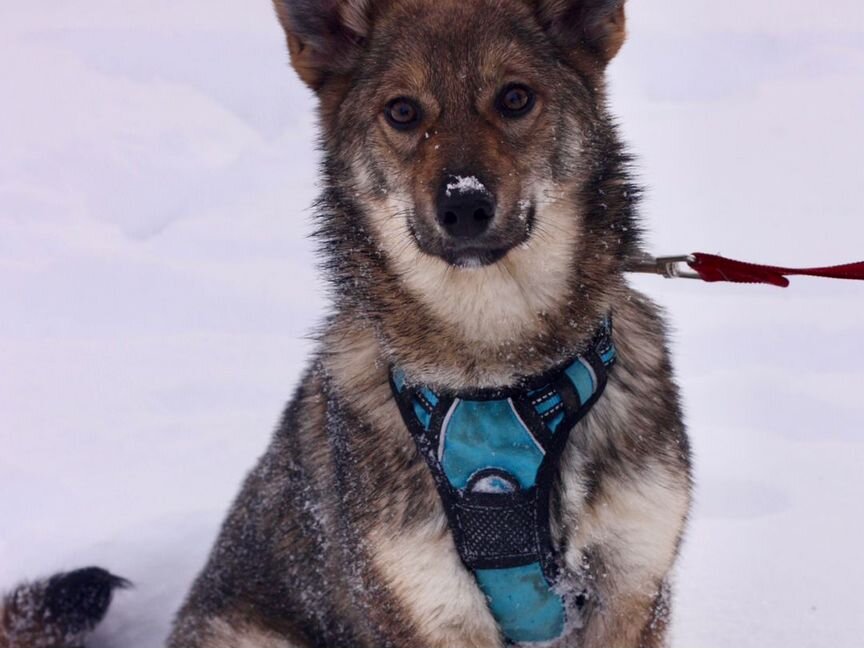 Щенок Люси очень хочет найти свой дом