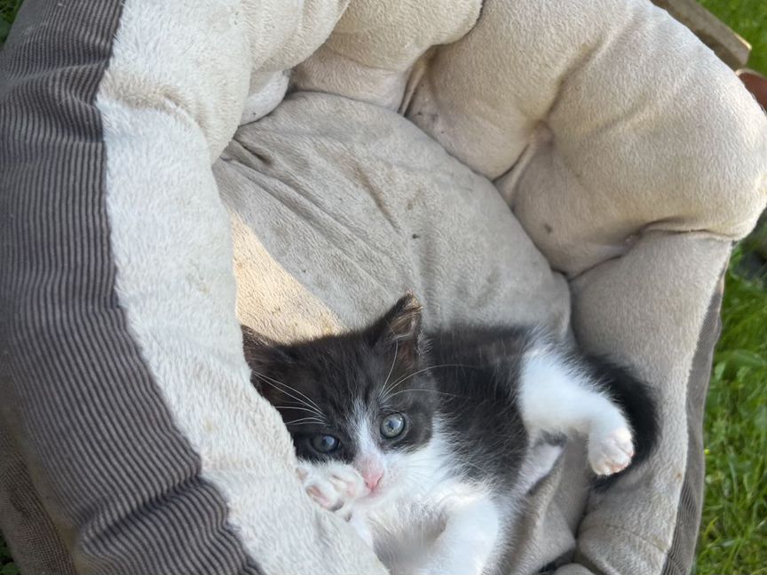 Кошечка в добрые руки