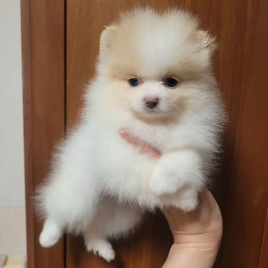 Померанский шпиц, щенок