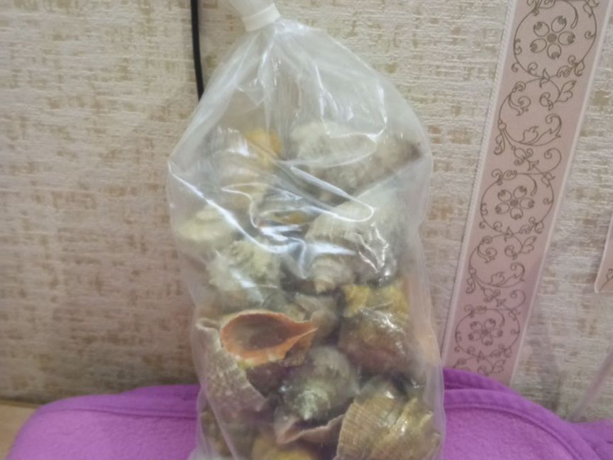 Морские ракушки раковины
