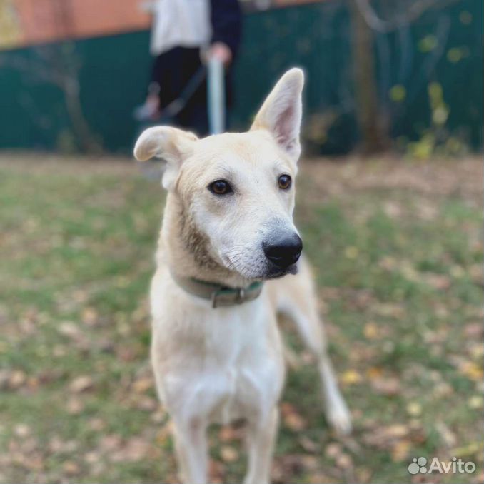 Худющая собака Айва умирает в приюте